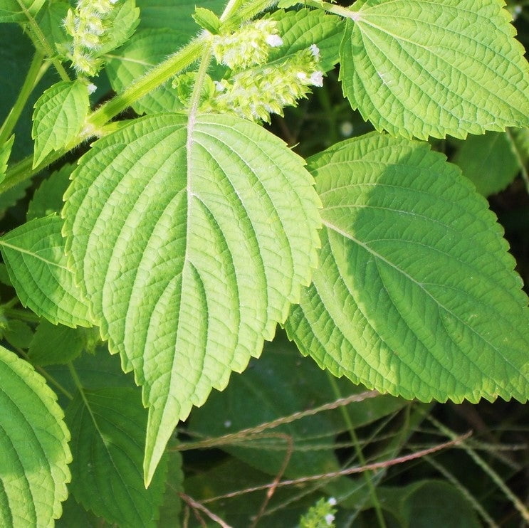 TomorrowSeeds - Green Perilla (Shiso) Seeds - 1500+ Count - For 2025 ...