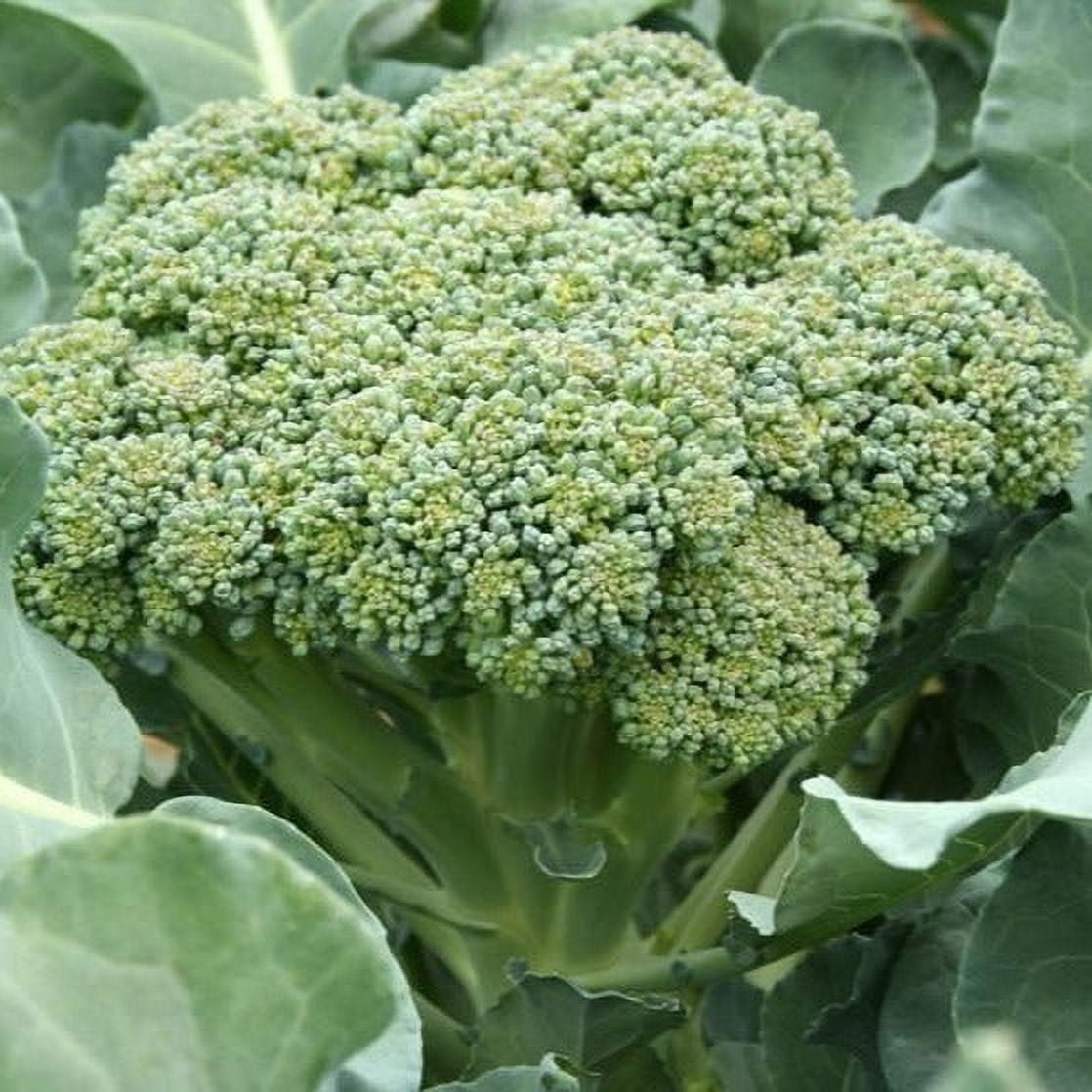 TomorrowSeeds - Green Sprouting Calabrese Broccoli Seeds - 3000+ Count ...