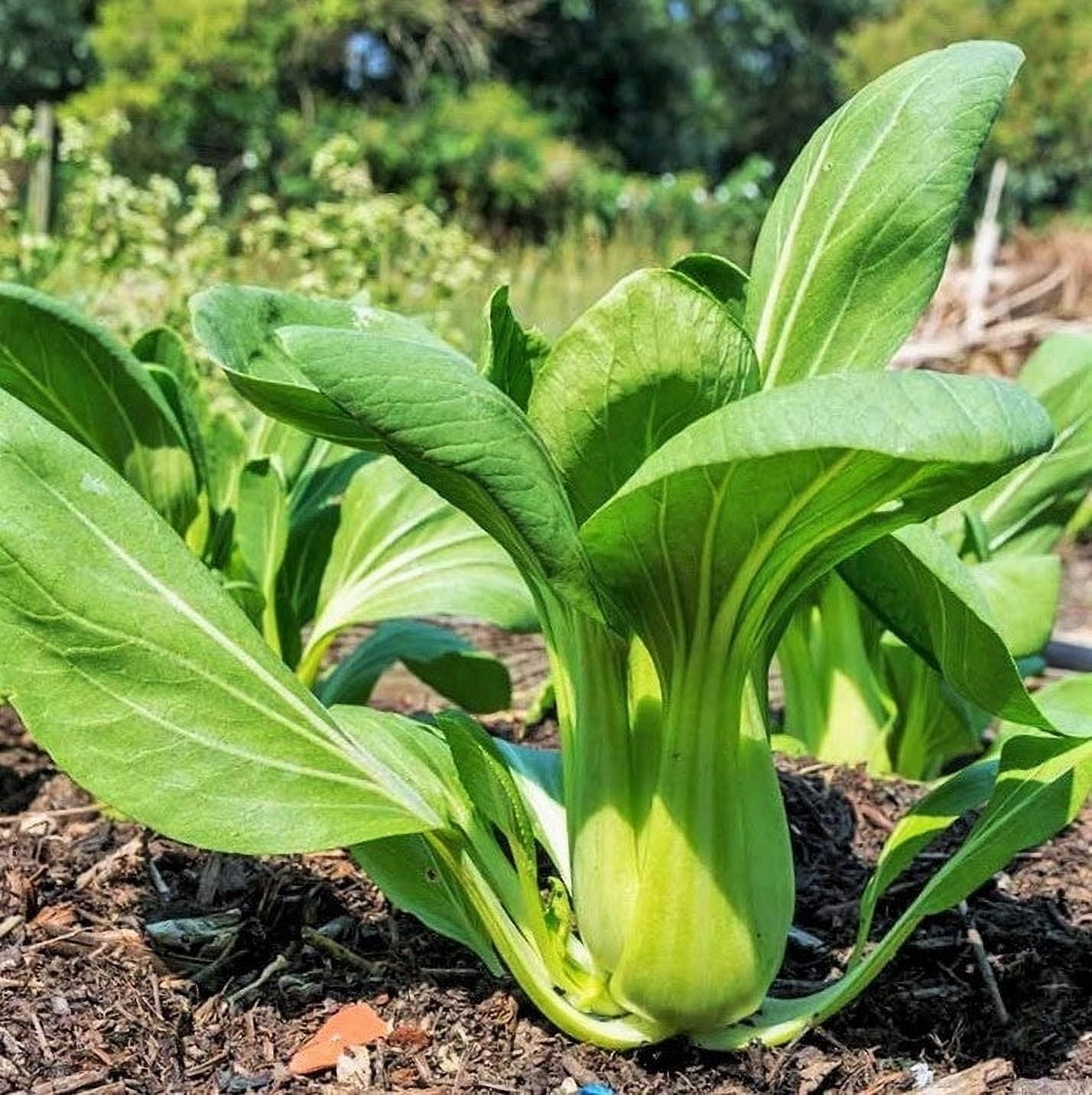 TomorrowSeeds - Green Stem Shanghai Bok Choy - 1000+ Count - Pak Choi ...