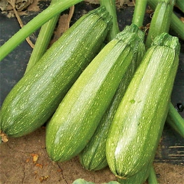 Italian Striped Zucchini Summer Squash Garden Seeds - 1 Lbs - Non-GMO ...