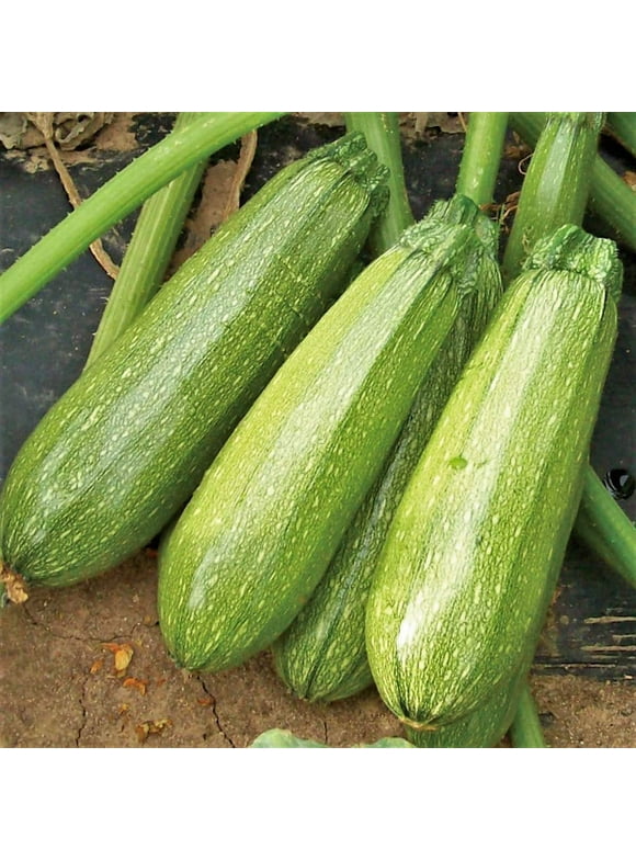 Squash Seeds in Seed Gardening - Walmart.com
