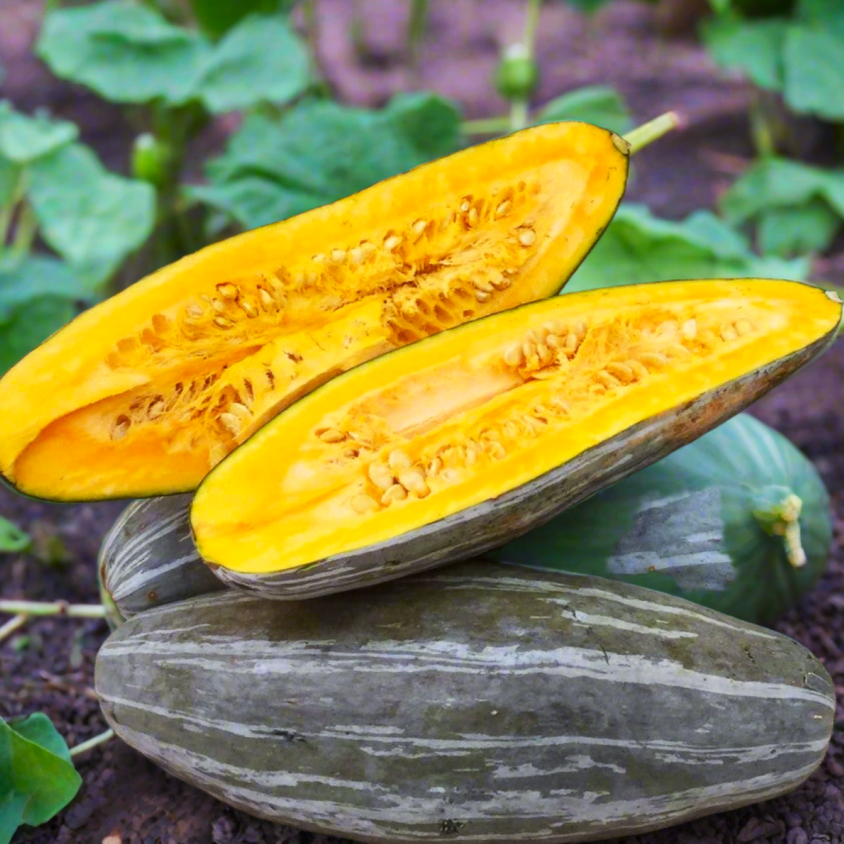 TomorrowSeeds - Guatemalan Blue Banana Squash Seeds - 15+ Count Packet ...