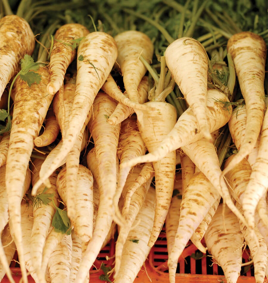 TomorrowSeeds - Harris Early Model Parsnip Seeds - 3000+ Count - For ...