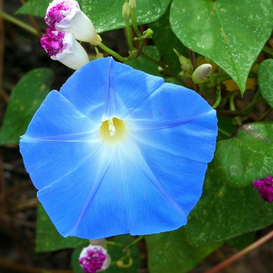TomorrowSeeds - Heavenly Blue Morning Glory Seeds - 300+ Count - For ...
