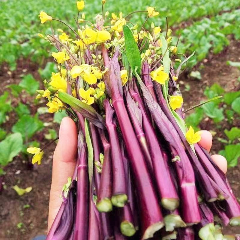 TomorrowSeeds Hon Tsai Tai Purple Yu Choy Sum Seeds, 500+ Count, Leafy ...