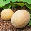 10 Korean Melon Seeds - Rare Orange Skinned Melon - Dae Jang Geum ...