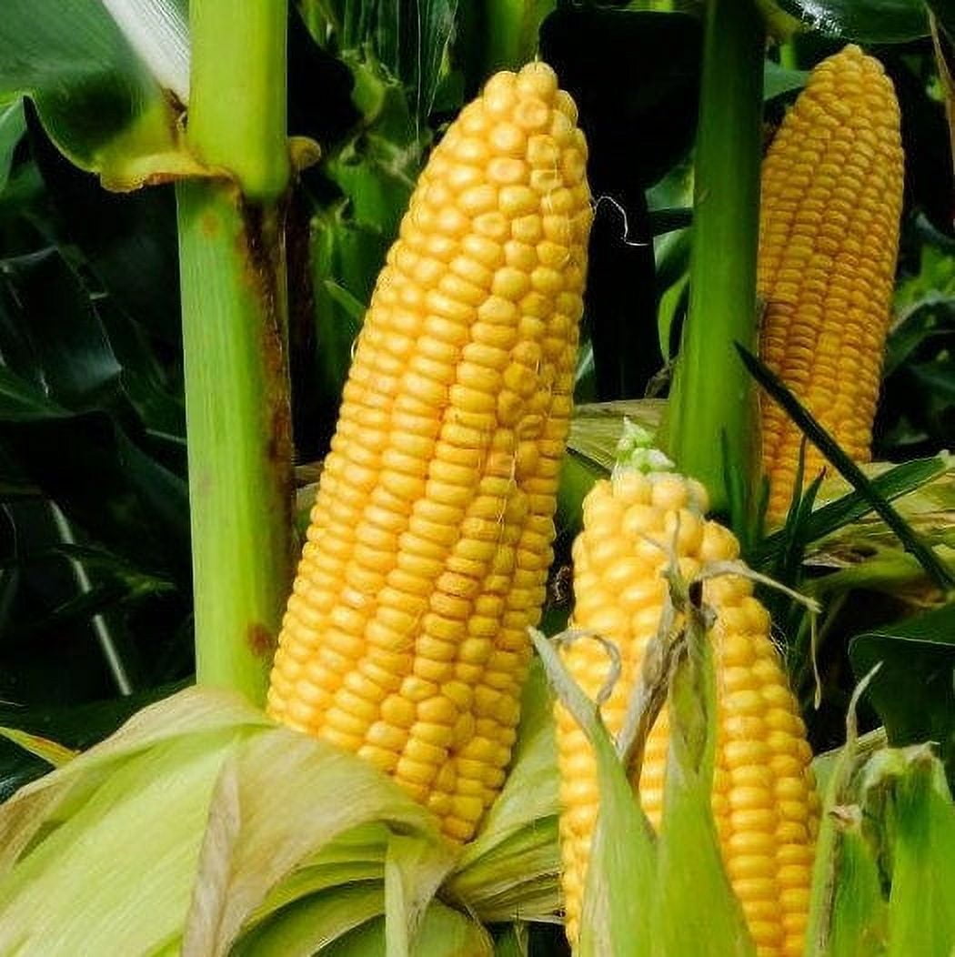 TomorrowSeeds - Honey Select Triple Sweet Yellow Corn Seeds - 120 ...