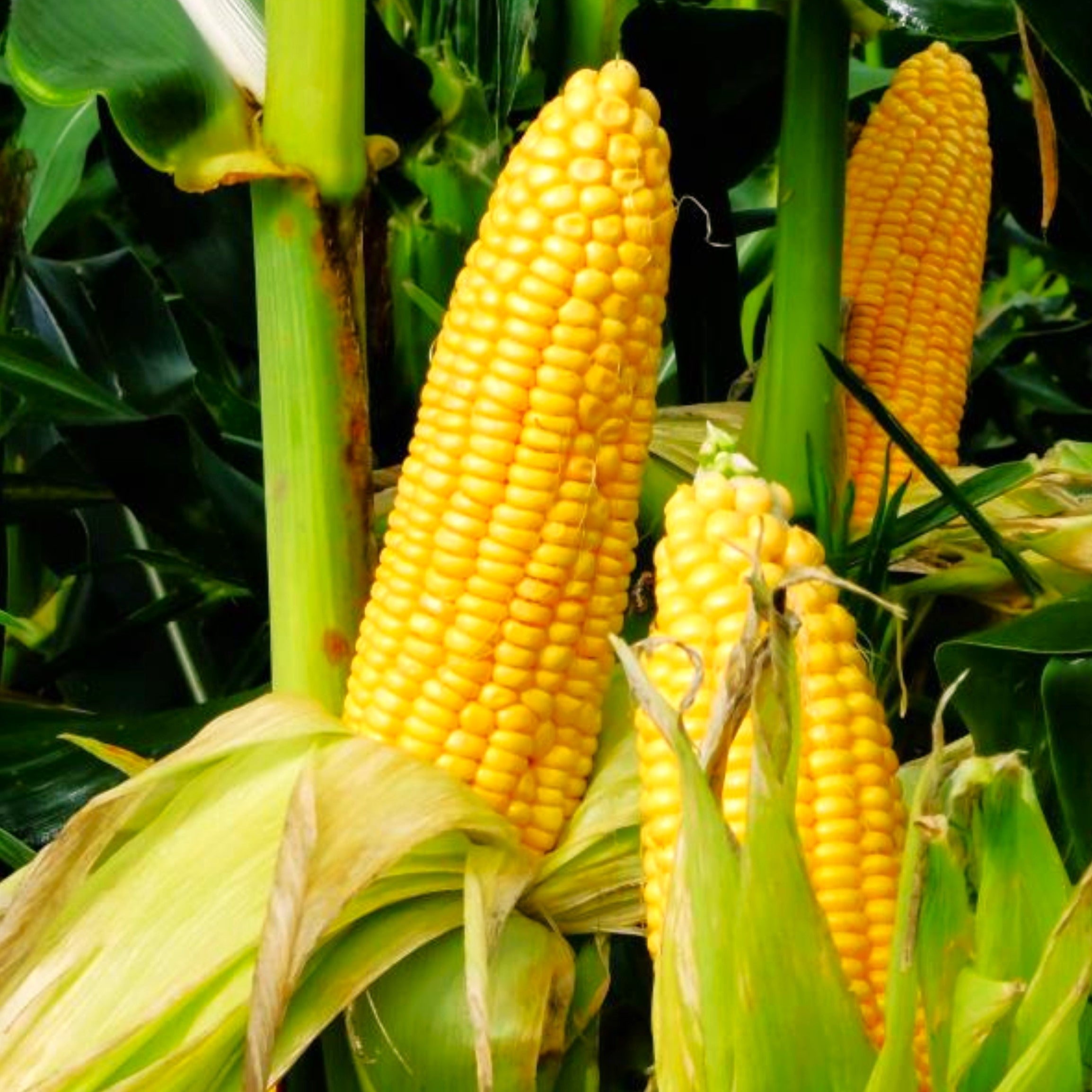 TomorrowSeeds - Honey Select Triple Sweet Corn Seeds - 540+ Count - For ...