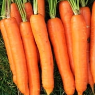 Vegetable Seeds-Little Fingers Carrot- 100 Seeds- Extra Sweet - Baby ...