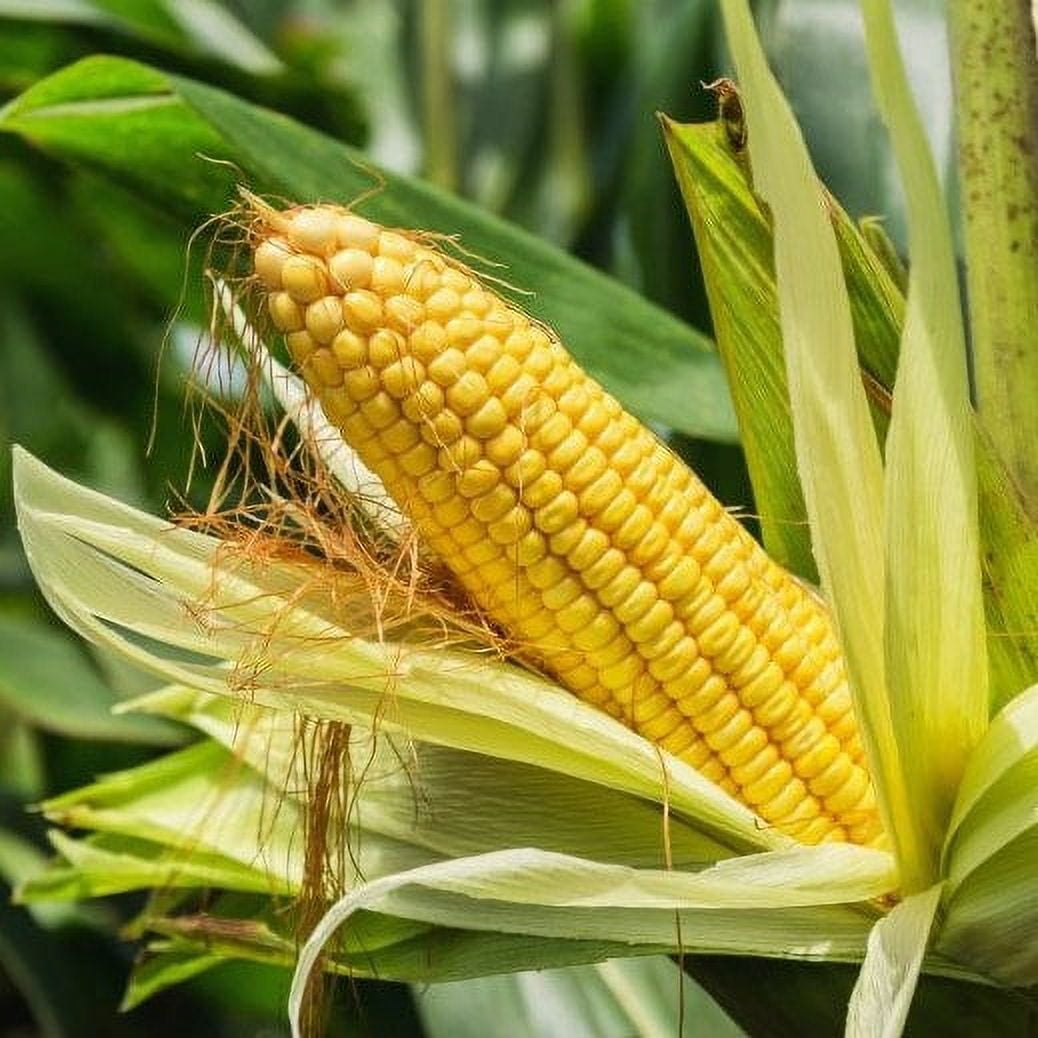 TomorrowSeeds - Incredible Sweet Corn (Treated Seed) - 3 Pound Bulk ...