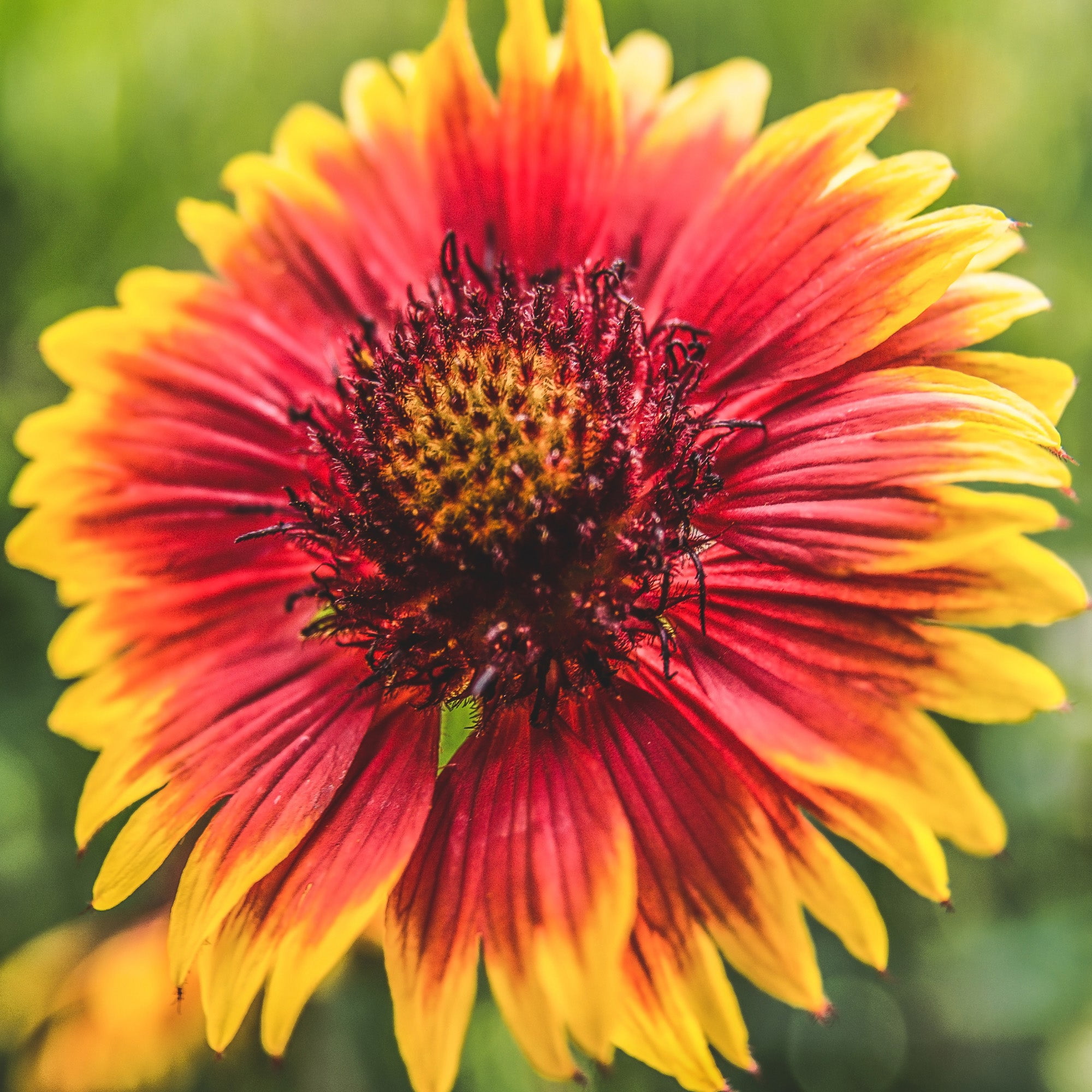 TomorrowSeeds - Indian Blanket Flower Seeds - 200+ Count - For 2025 ...