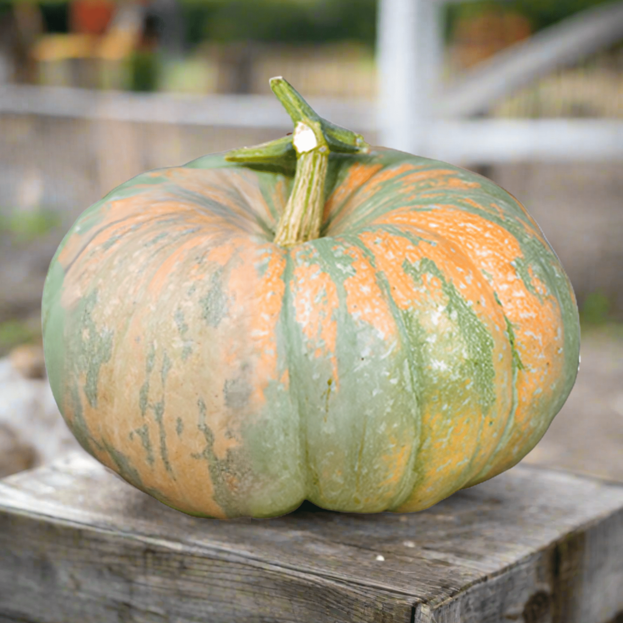 TomorrowSeeds - Iran Pumpkin (Persian Pumpkin) Seeds - 10+ Count - For ...
