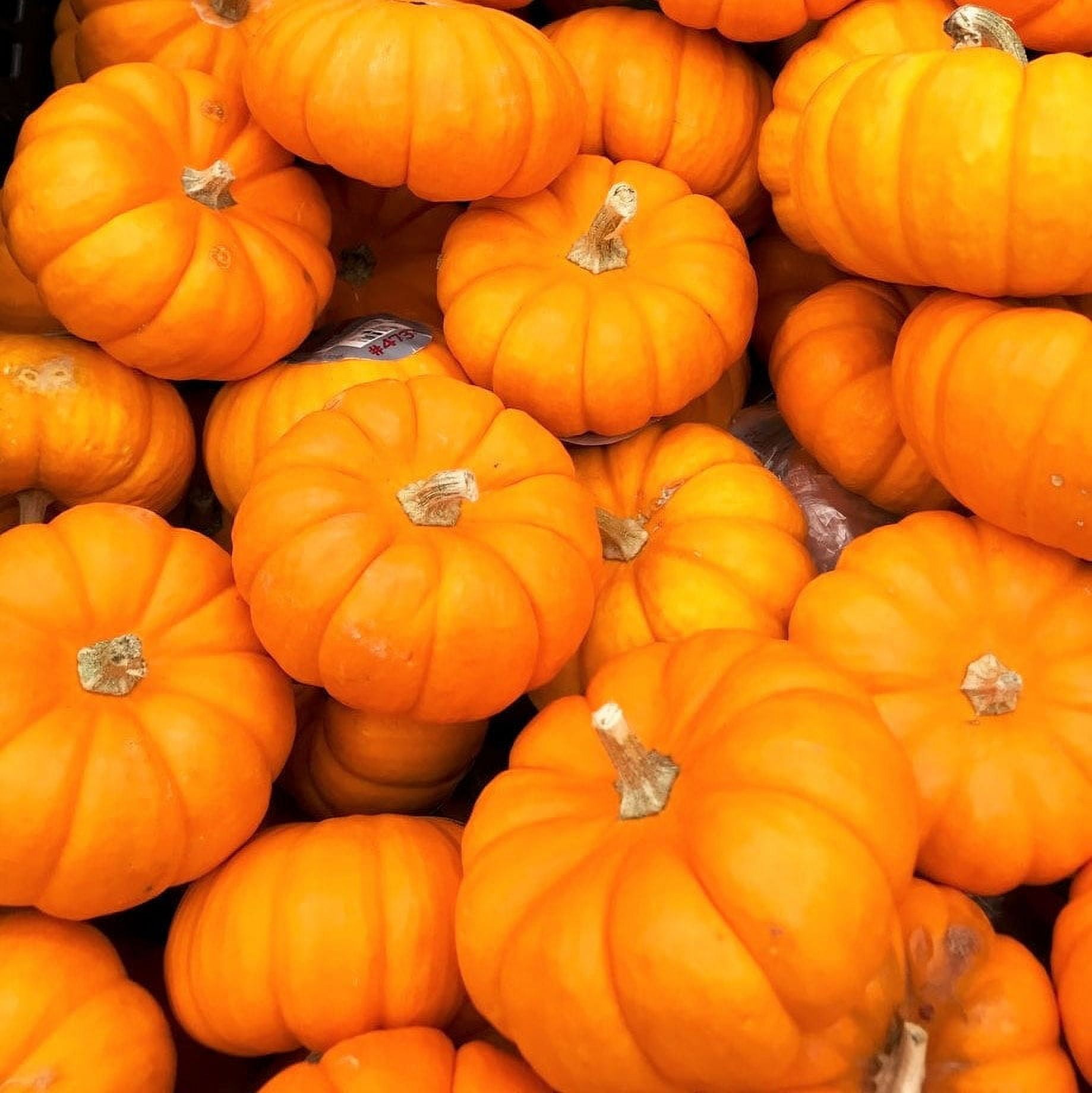 TomorrowSeeds - Jack Be Little Pumpkin Seeds - 90+ Count Packet ...