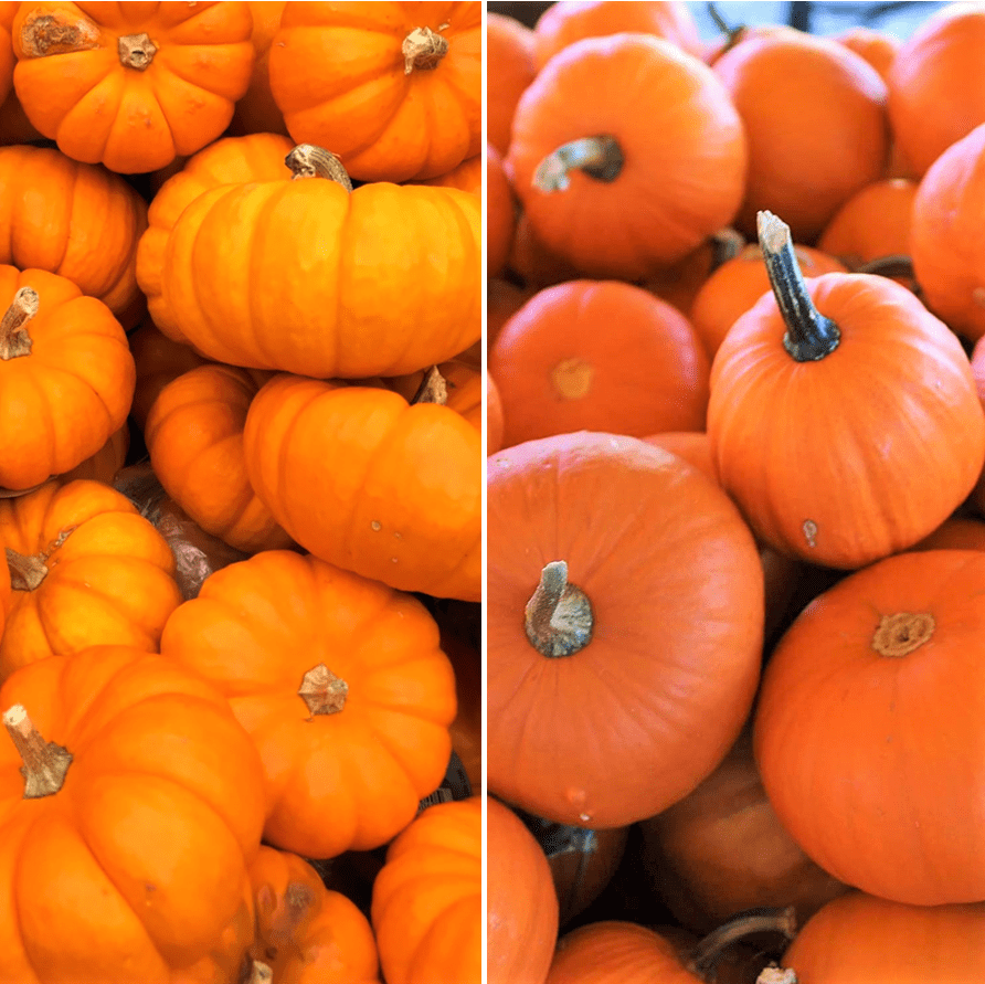 TomorrowSeeds - Jack-Be-Little and Wee-B-Little Mix Pumpkins Seeds - 90 ...
