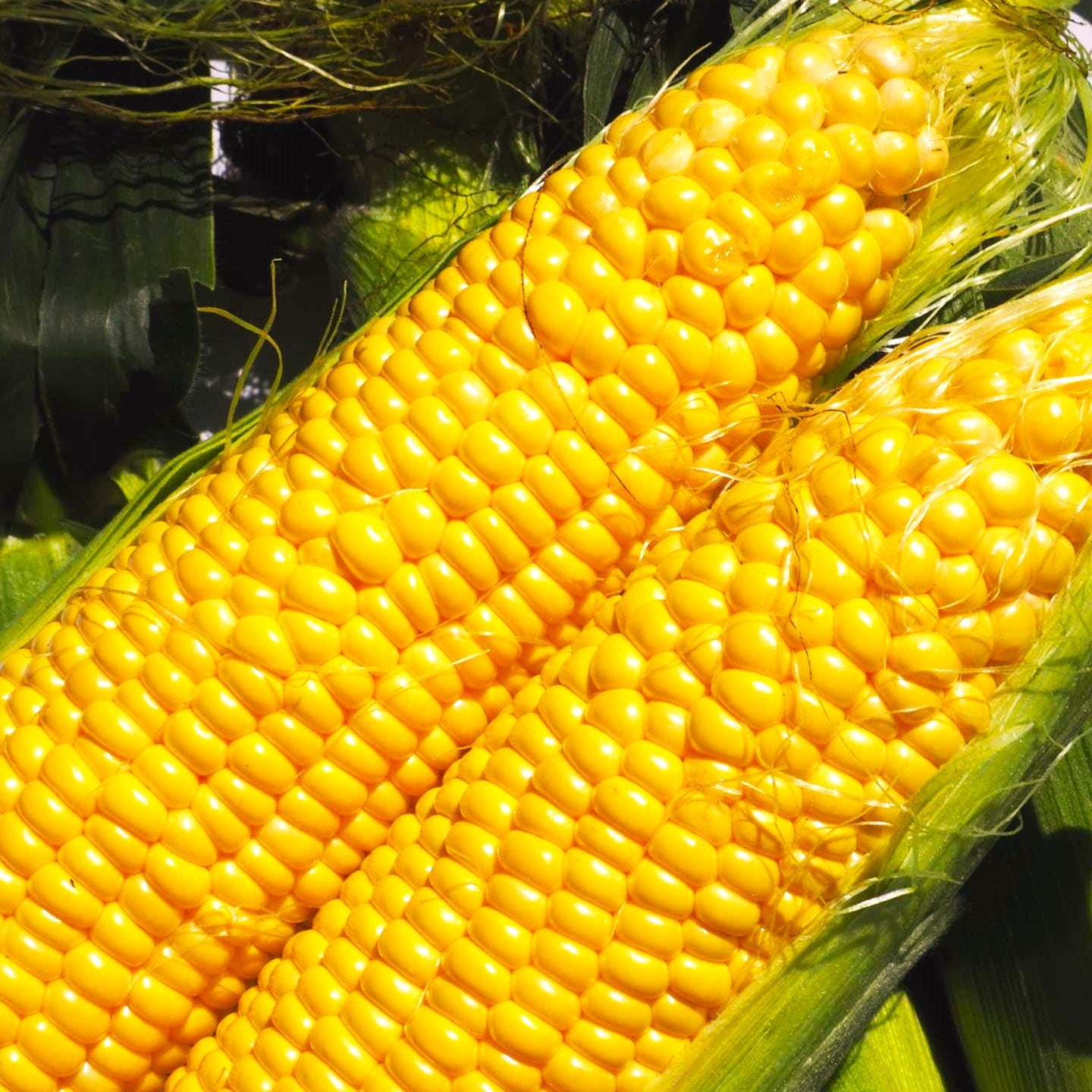 TomorrowSeeds - Jubilee Sweet Corn Seeds - 100+ Count - For 2025 ...