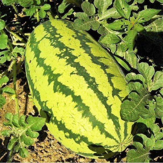 TomorrowSeeds - Jubilee Improved Watermelon Seeds - 450+ Count - For ...
