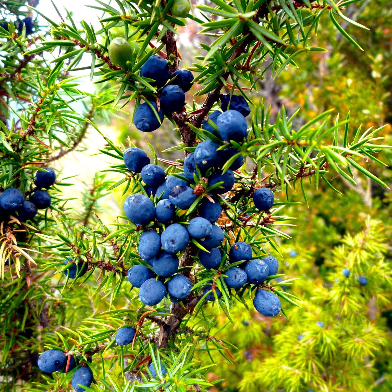 TomorrowSeeds - Juniper Tree Seeds - 300+ Count - For 2026 Planting ...