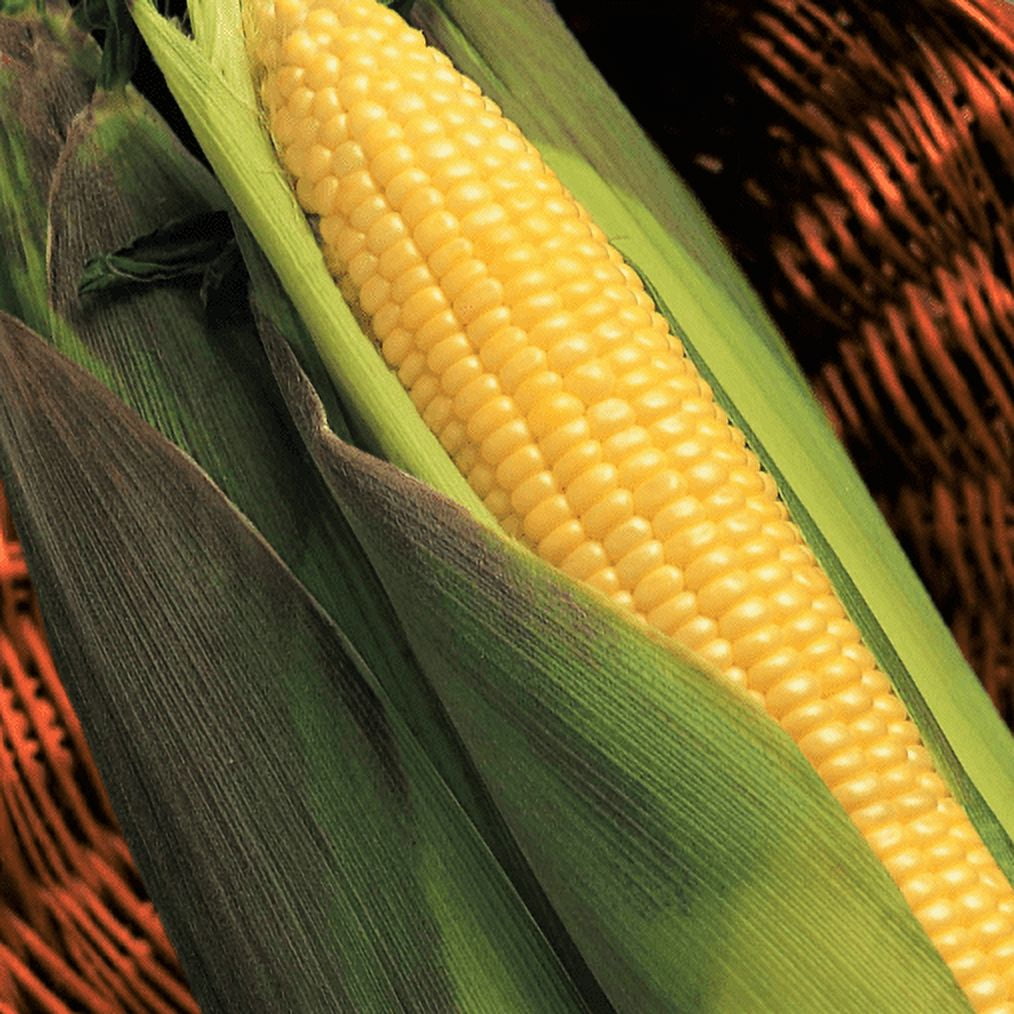 TomorrowSeeds Kandy Korn Sweet Corn Seeds, 50+ Count, Red Purple Husk ...