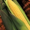Kandy Korn Hybrid Corn Garden Seeds - 20 Gram Packet - Non-GMO ...