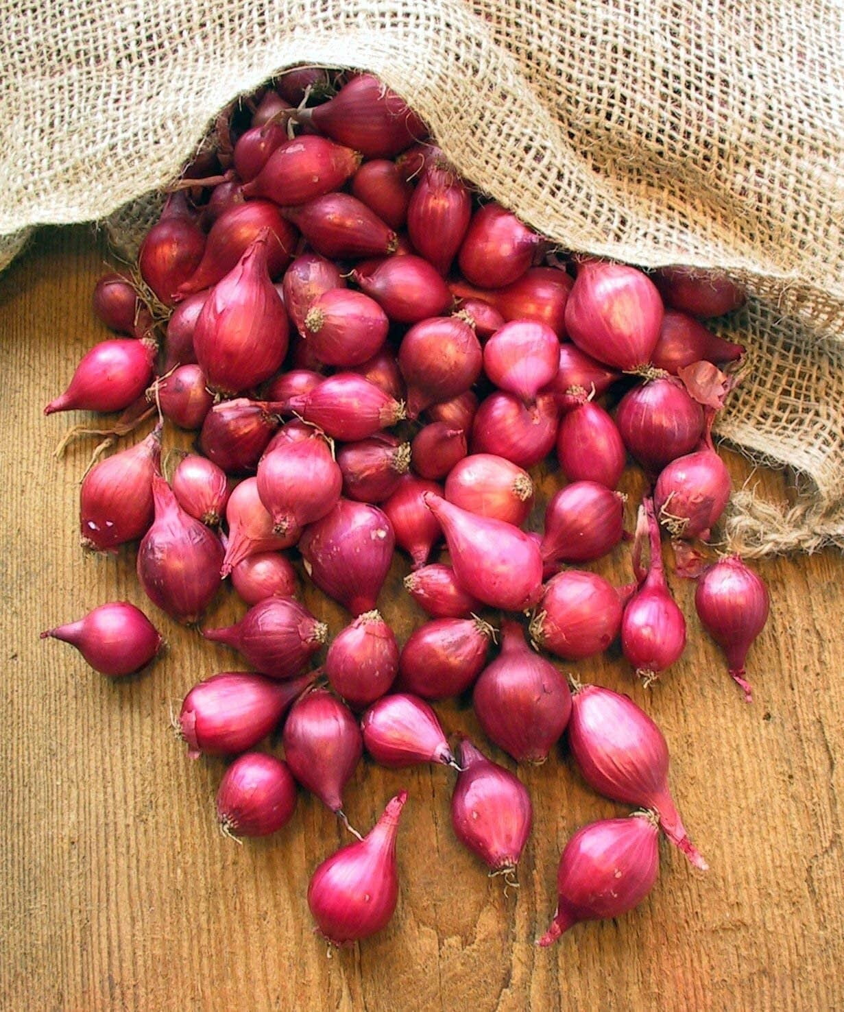 TomorrowSeeds - Karmen Red Onion Sets (Starter Bulbs) - 50+ Count ...