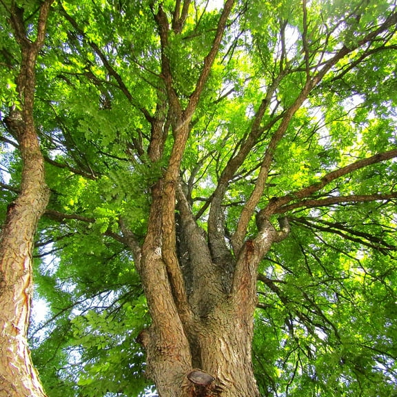 Ada Felix Inc, Dwarf Pygmy Date Palm Tree Seeds, Phoenix roebelinii ...