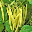 50 Seeds Yellow CHEROKEE WAX BEAN Bush, Aas Winner, Long Garden Plant ...