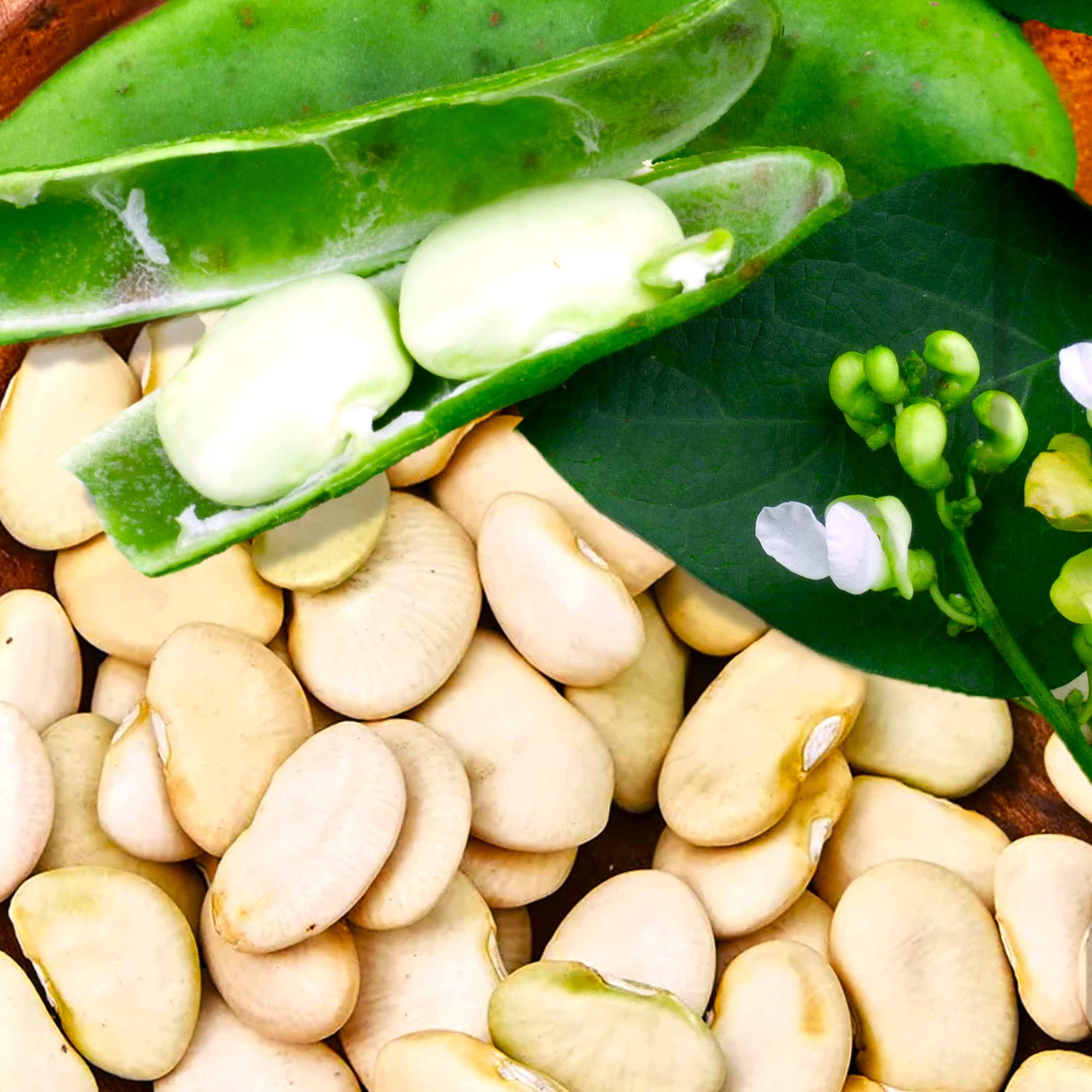 TomorrowSeeds - King of the Garden Lima Bean (Pole) Seeds - 60+ Count ...