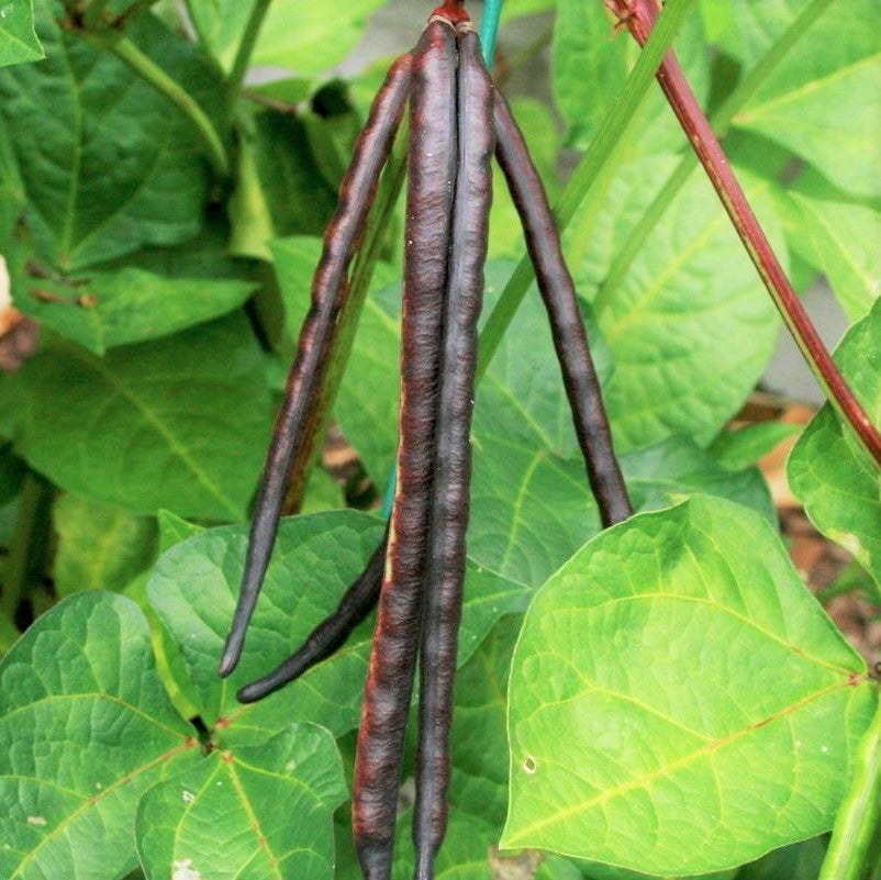 TomorrowSeeds Knuckle Purple Hull Cowpea Seeds, 60+ Count, Non GMO ...