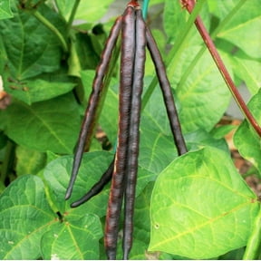 100 Seeds RED RIPPER COWPEA Cow Pea Southern Pea Vigna Unguiculata ...