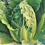 500 Chinese Cabbage-Michihili/Napa Cabbage Seeds, Heirloom, Non GMO ...