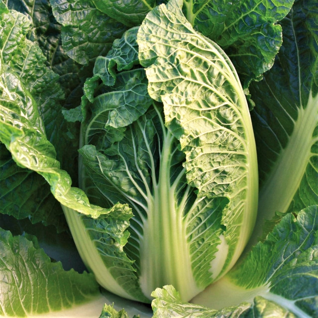 TomorrowSeeds - Kyoto No. 3 Chinese Napa Cabbage Seeds - 1000+ Count ...