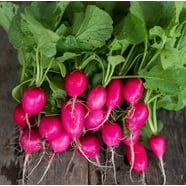 TomorrowSeeds - Candy Cane Striped Beet Seeds - 300+ Count Packet ...