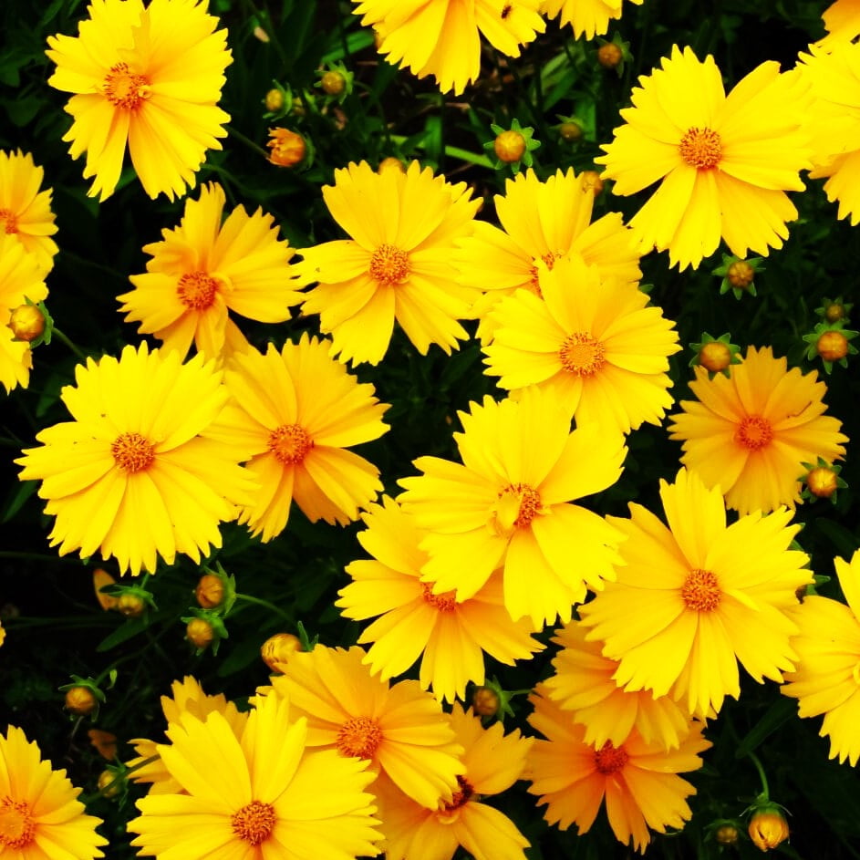 TomorrowSeeds - Lanceleaf Coreopsis Seeds - 500+ Count - For 2025 ...