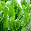 Common Sorrel Seeds - 500 mg - Heirloom - Walmart.com