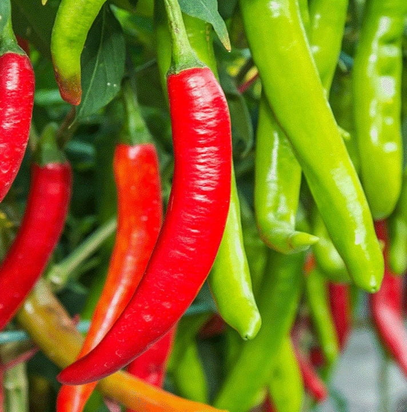 TomorrowSeeds - Large Red Thick Cayenne Pepper Seeds - 300+ Count - For ...