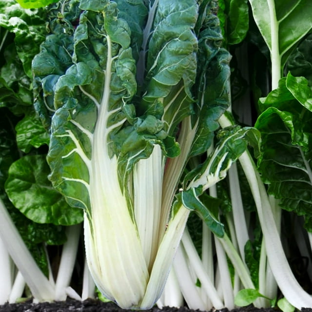 TomorrowSeeds - Large White Ribbed Swiss Chard Seeds - 300+ Count ...