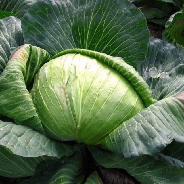 TomorrowSeeds - Late Flat Dutch Cabbage Seeds - 1000+ Count - For 2026 ...