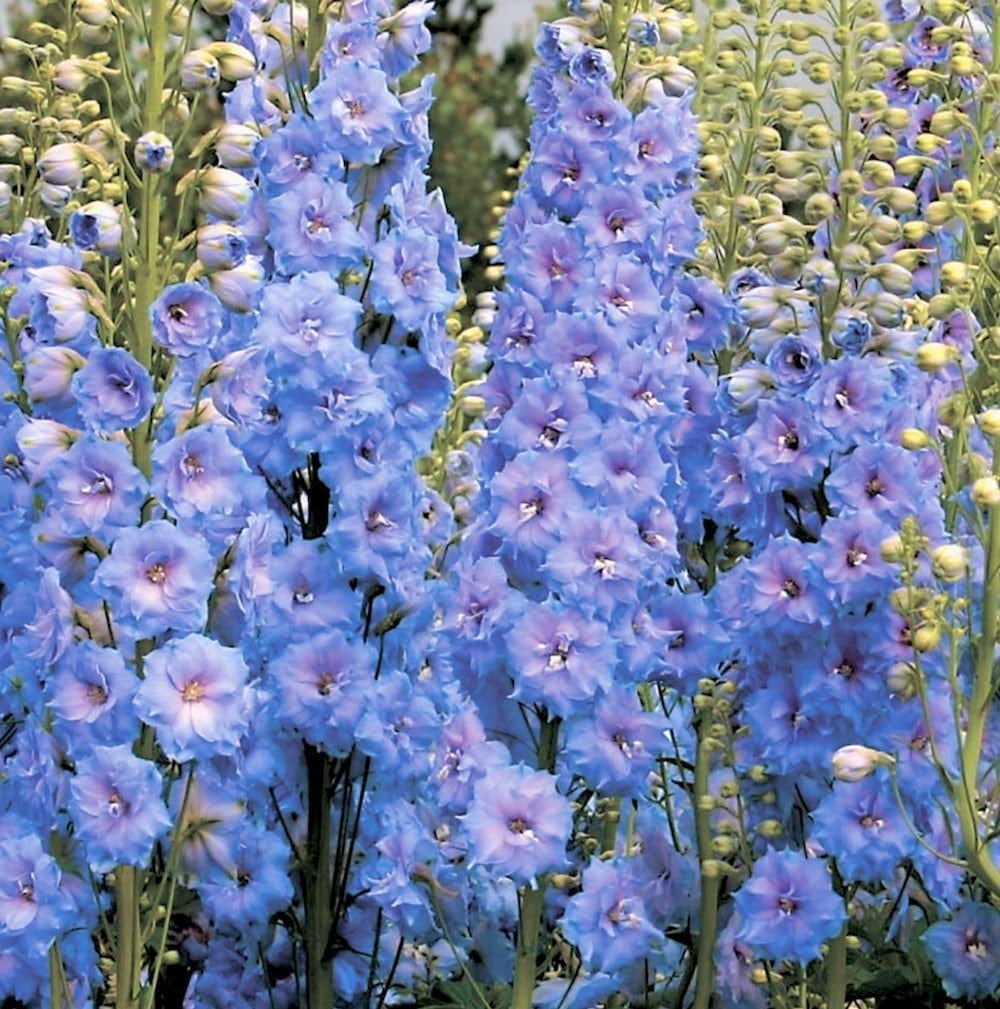 TomorrowSeeds - Light Blue Rocket Larkspur Seeds - 1200+ Count Packet ...