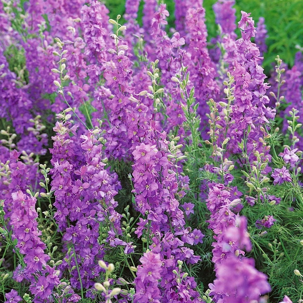 TomorrowSeeds - Lilac Rocket Larkspur Seeds - 1200+ Count - For 2025 ...