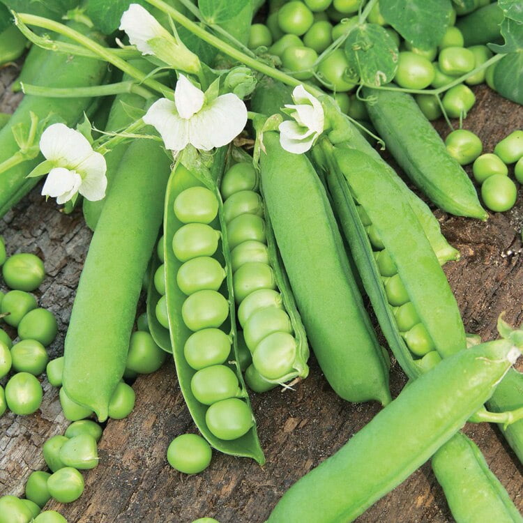 TomorrowSeeds - Little Marvel English Pea Seeds - 30+ Count - For 2025 ...