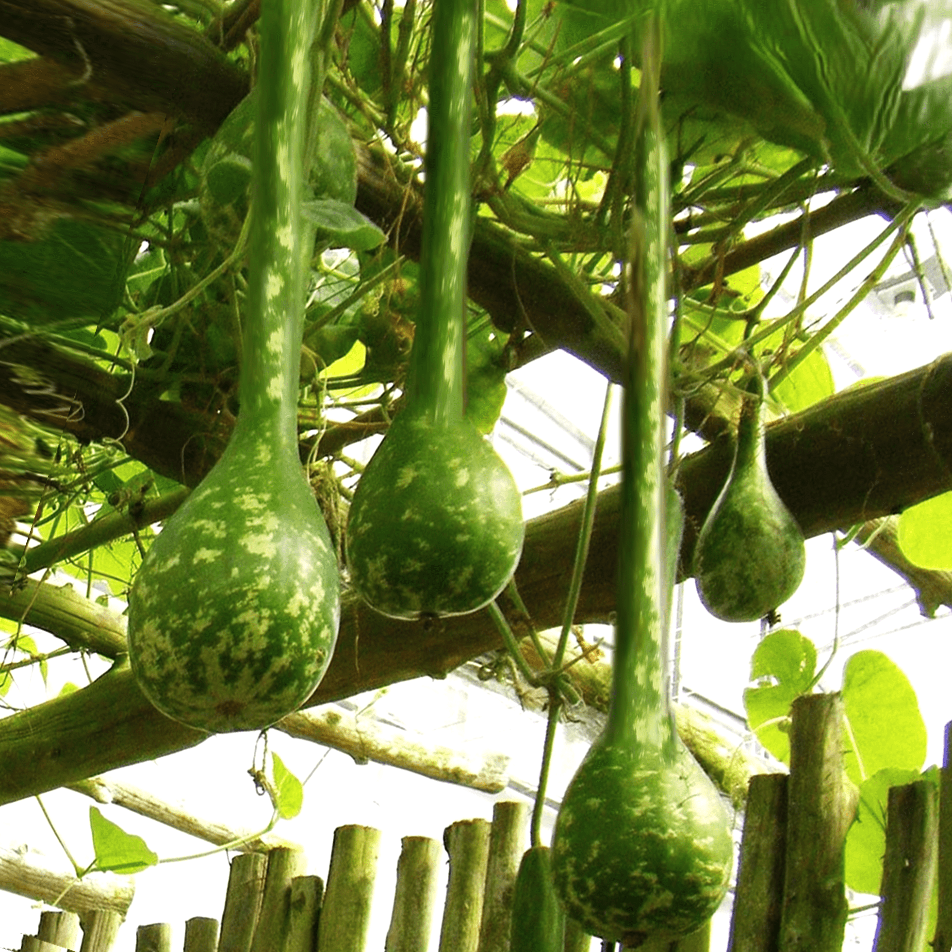 TomorrowSeeds - Long-Handled Dipper Gourd Seeds - 75+ Count - For 2025 Planting Lagenaria Bottle ...