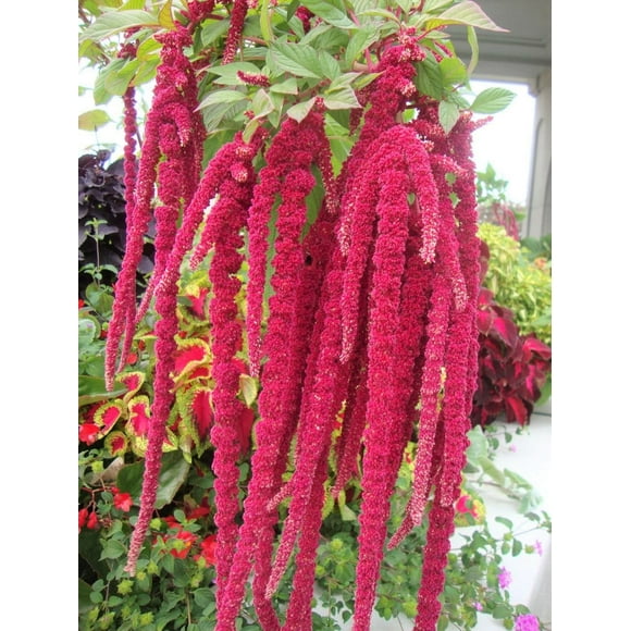 Flower Plants Seeds Amaranthus Bulbs