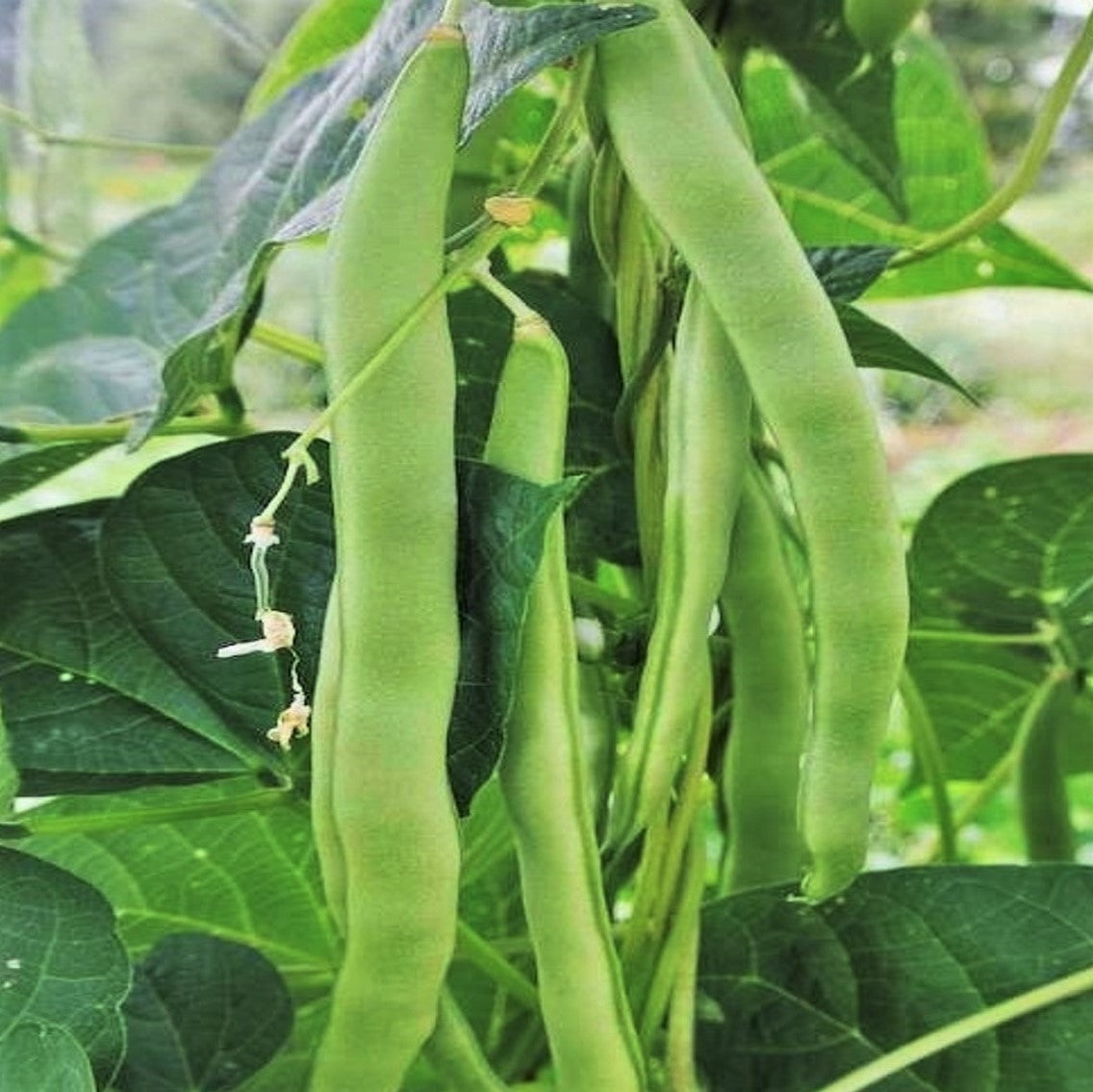 TomorrowSeeds - Lu Qing Romano Bean (Pole) Seeds - 30+ Count - For 2026 ...