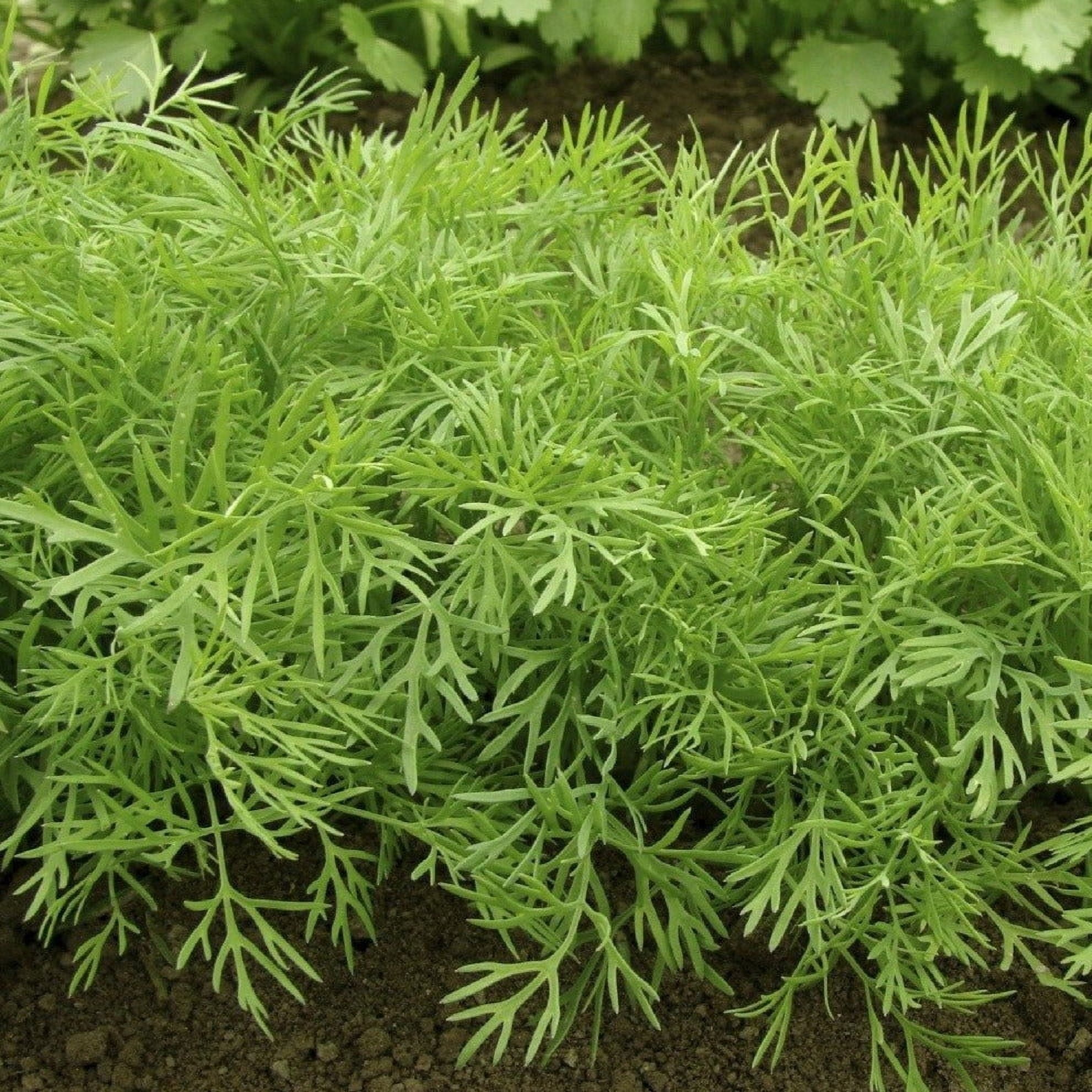 TomorrowSeeds - Mammoth Long Island Dill Seeds - 500+ Count - For 2025 ...