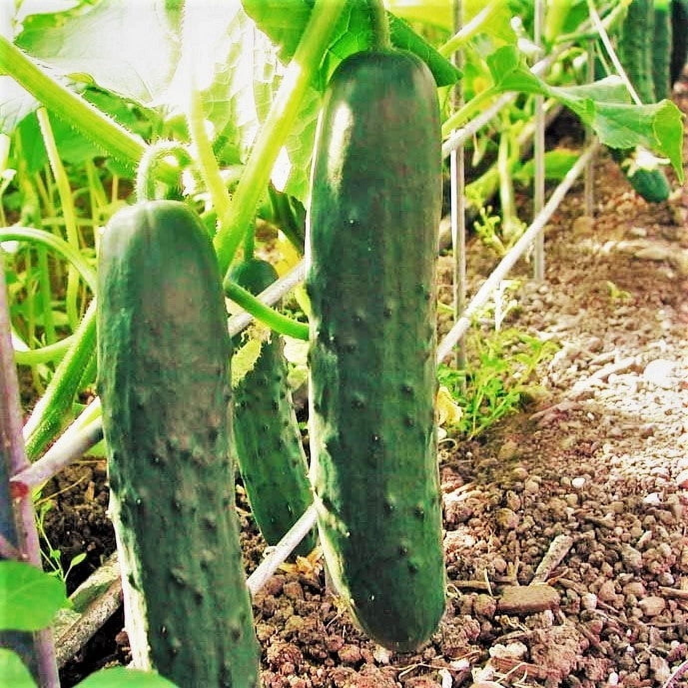 TomorrowSeeds - Marketmore 76 Cucumber Seeds - 300+ Count - For 2026 ...