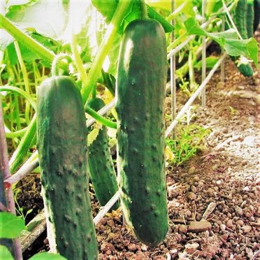 TomorrowSeeds - Poinsett 76 Cucumber Seeds - 180+ Count Packet ...