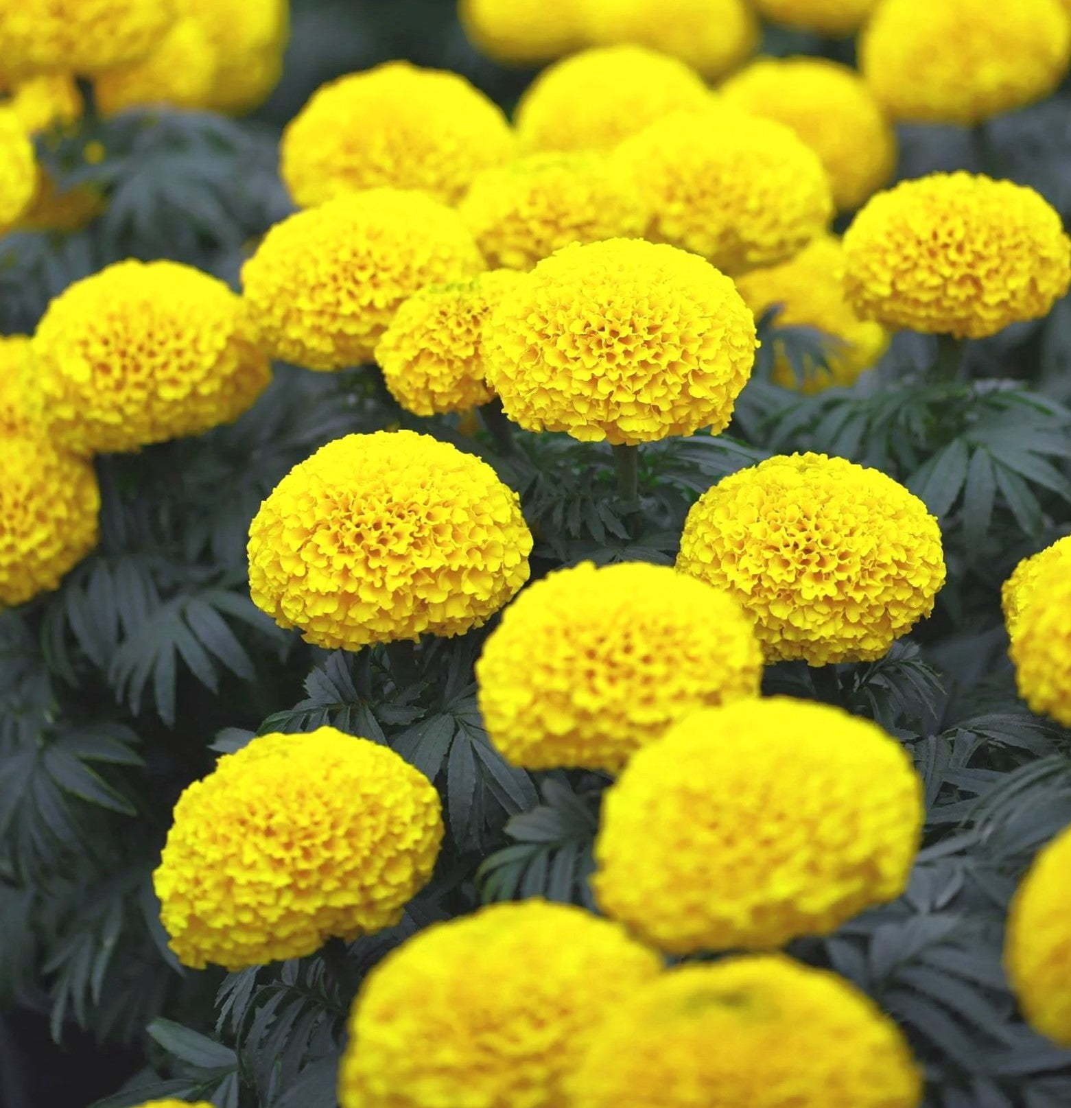 TomorrowSeeds - Mary Helen Yellow African Marigold Seeds - 1000+ Count ...