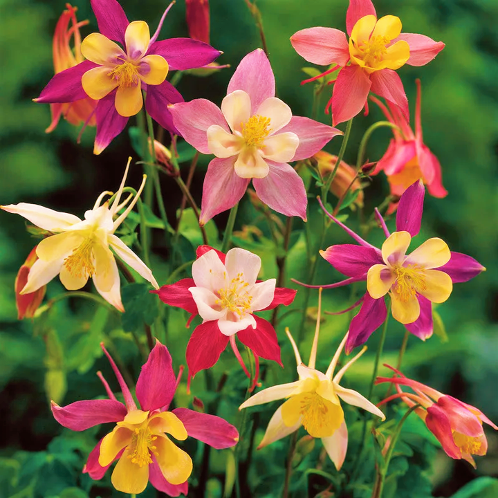 TomorrowSeeds McKana Giants Mix Columbine Seeds, 500+ Count, BiColored ...