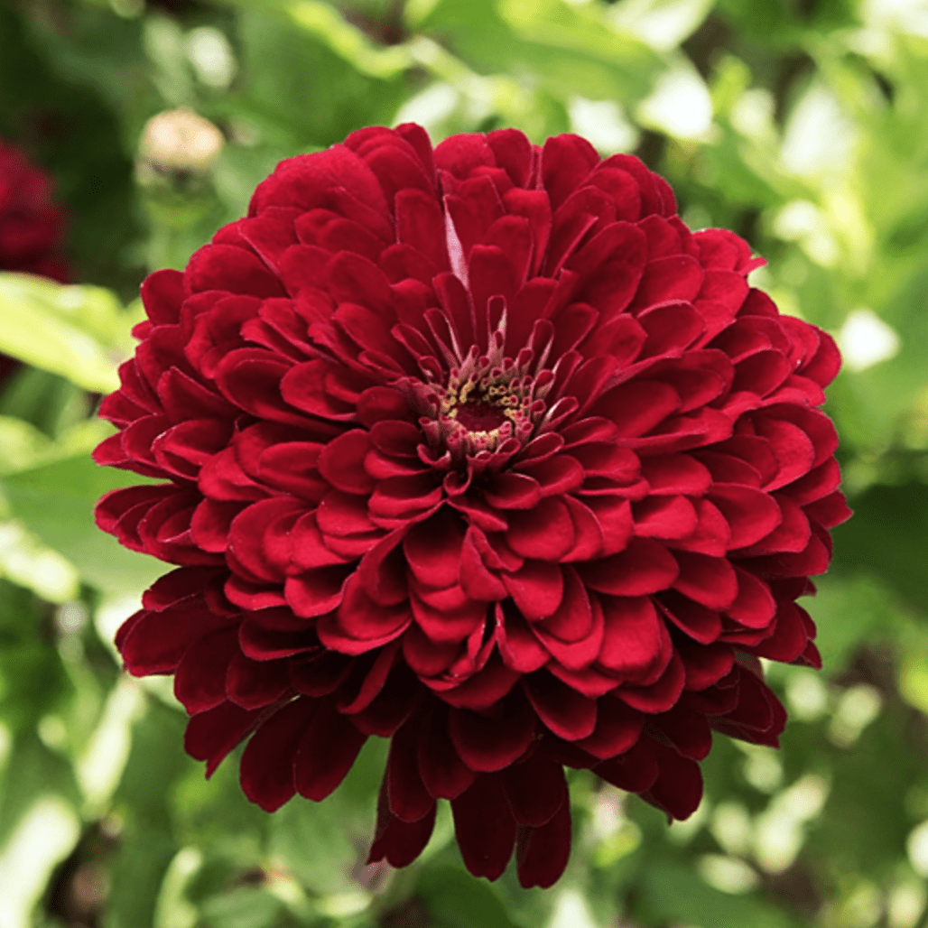 TomorrowSeeds - Meteor Burgundy Zinnia Seeds - 900+ Count - For 2025 Planting Velvet Dark Red ...