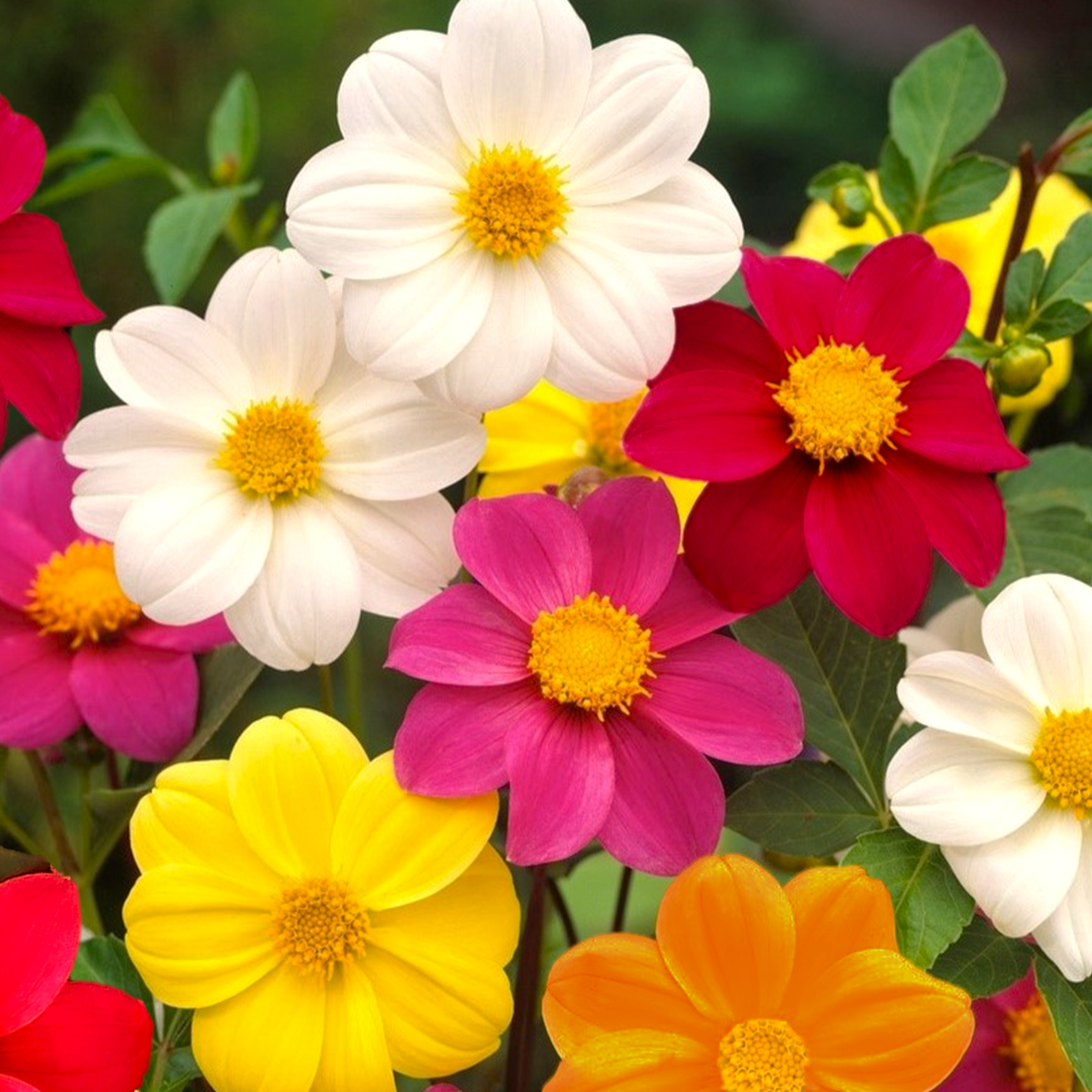 TomorrowSeeds - Mignon Mix Dwarf Single Dahlia Seeds - 3000+ Count ...